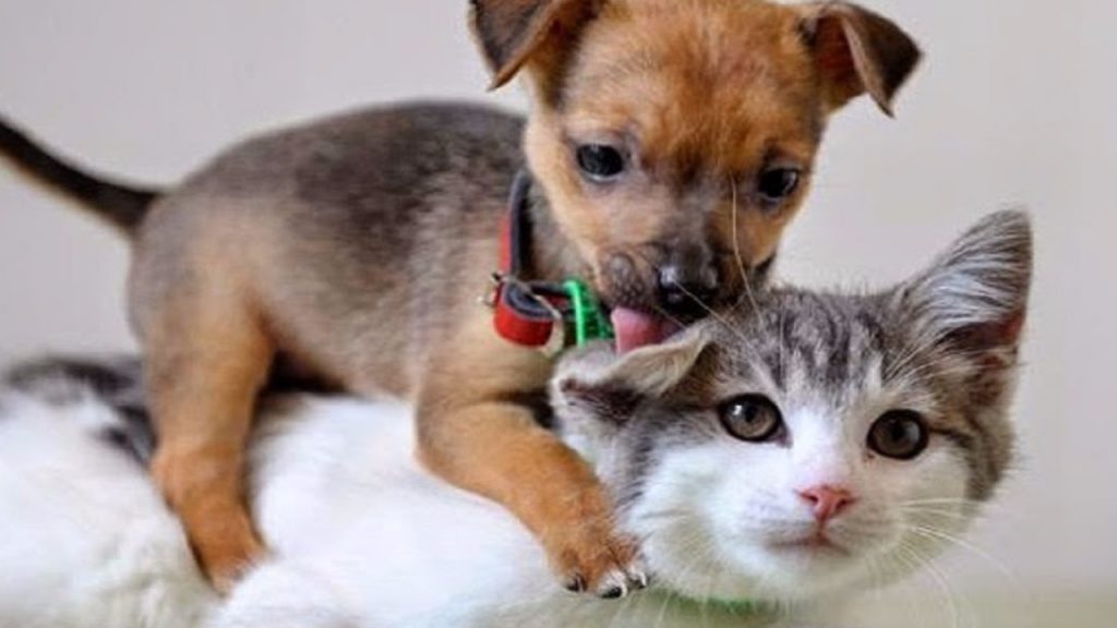 Animale care te fac sa razi?! - BestFun.ro